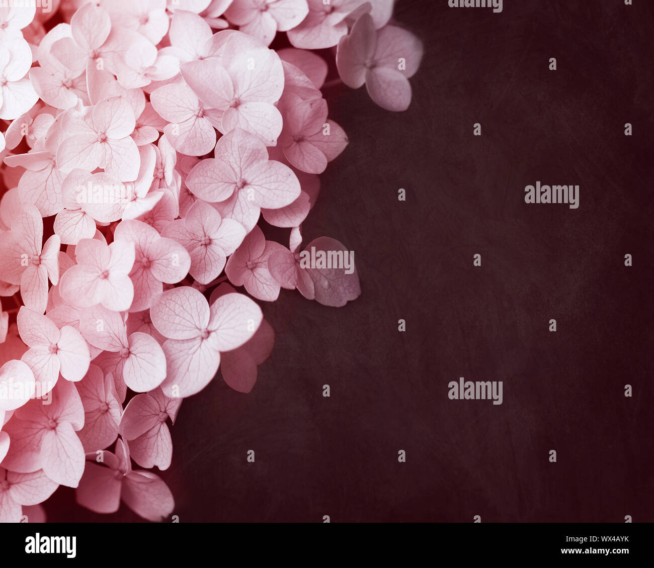 One pink Hydrangea flower head background Stock Photo - Alamy