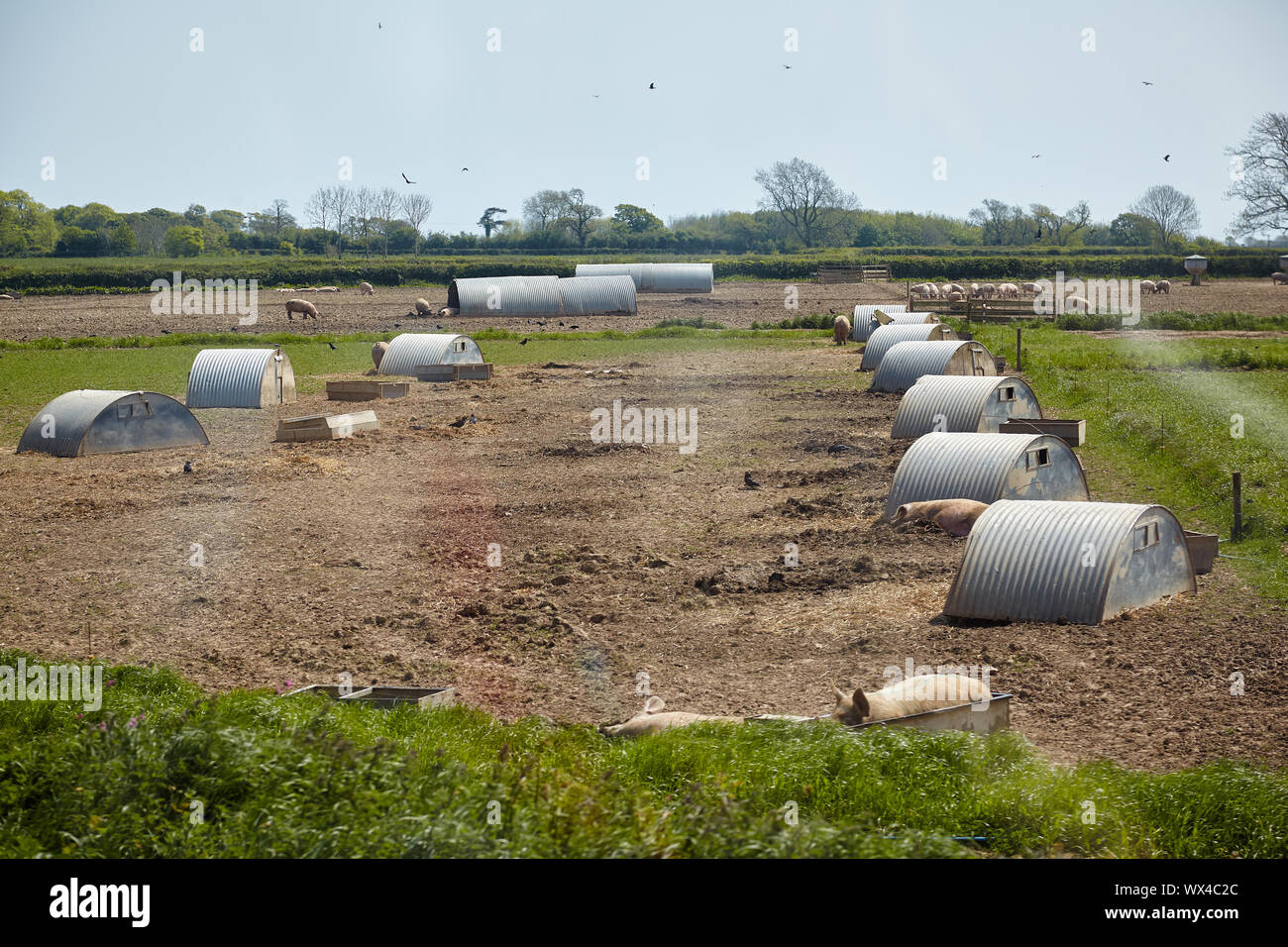 The pig farm in Devon. England Stock Photo - Alamy