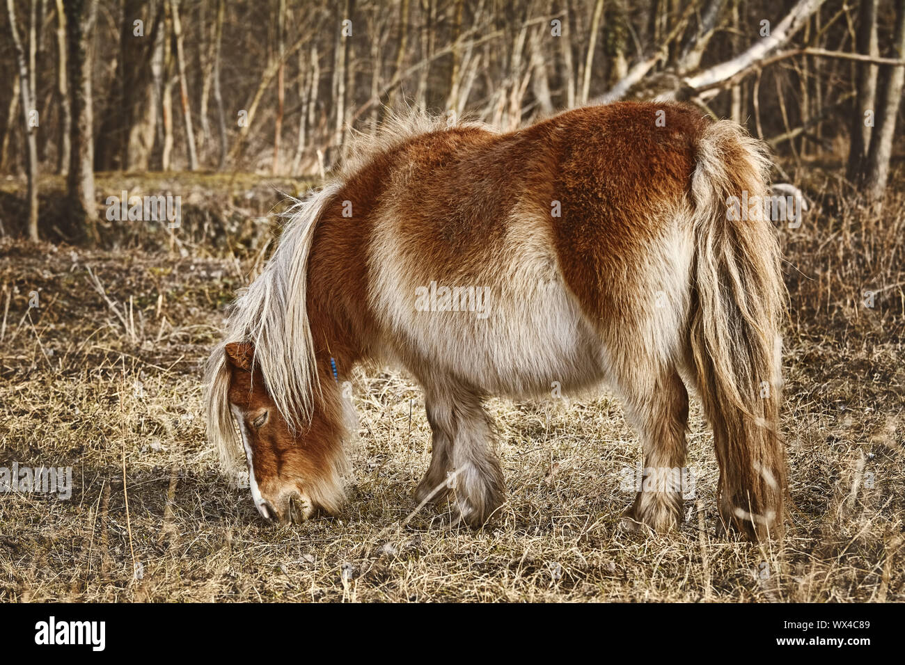 Little Brown Pony Stock Photo - Alamy