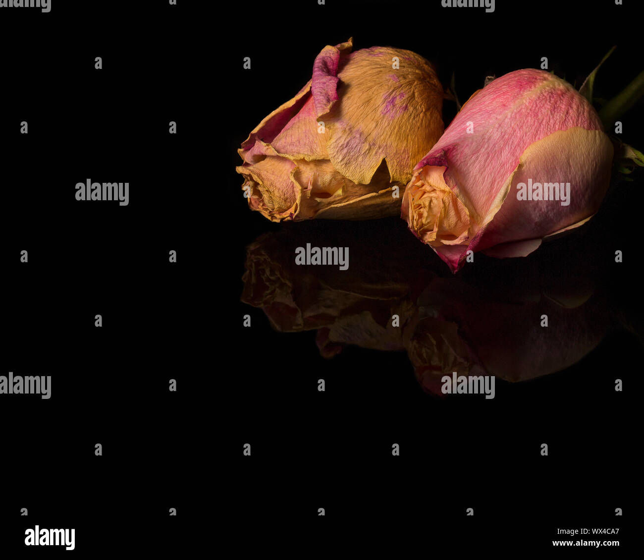 Two wilting Roses Background Copy-Space Stock Photo - Alamy