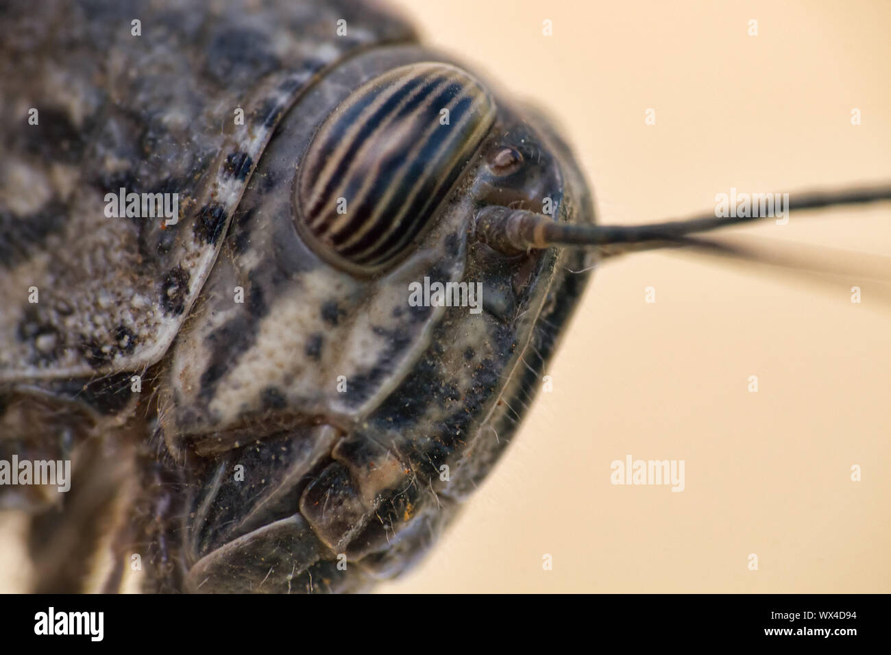 The alien appearance of the locust. Macro front of grasshopper head ...
