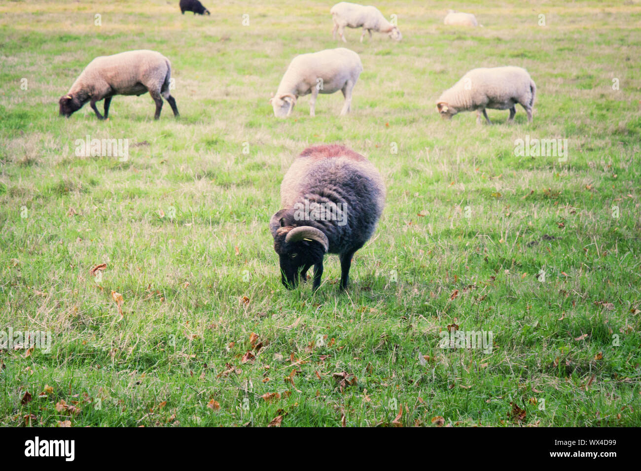 Sheep in a fenced pasture, sheep breeding Stock Photo - Alamy