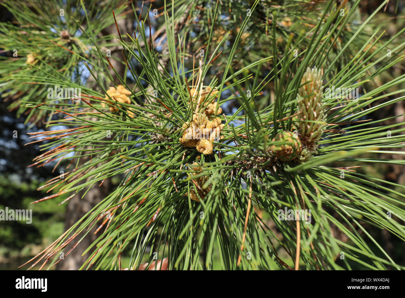 Spring. Pine flower and green cones Stock Photo - Alamy