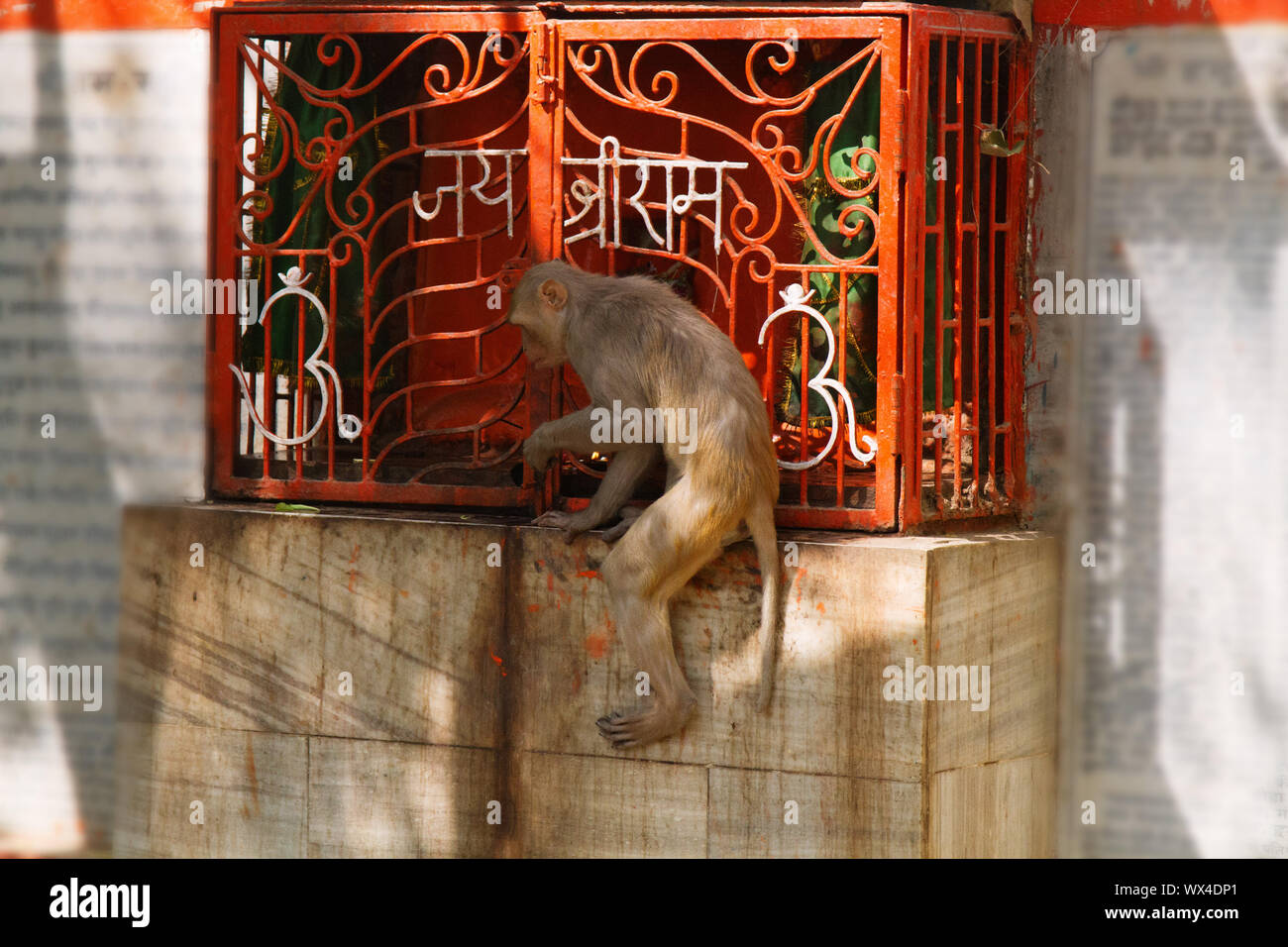 Macaque monkey is trying to extract something out of barred box but ...