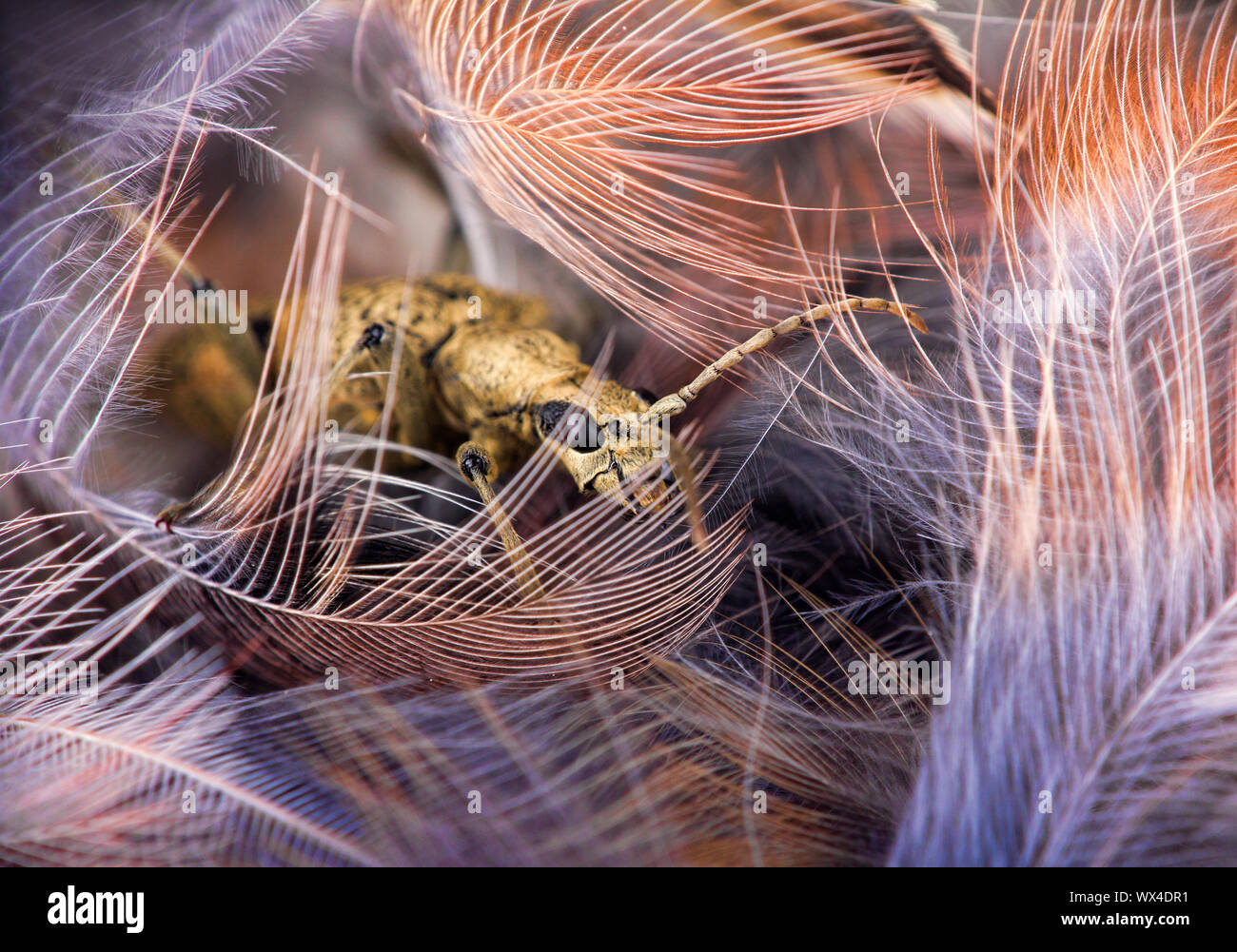 Composition of soft gentle feathers and rough hard beetle-moustache ...