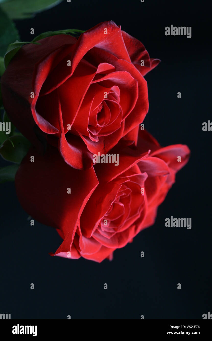 Two Beautiful Red Roses Isolated High Resolution Stock Photography and ...