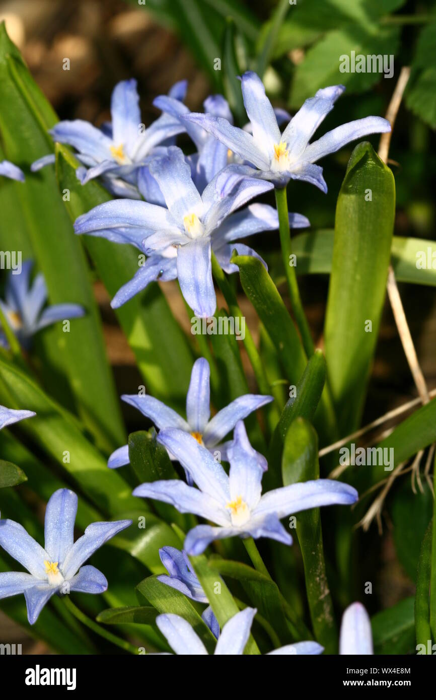 blue spring flower nature background Stock Photo - Alamy