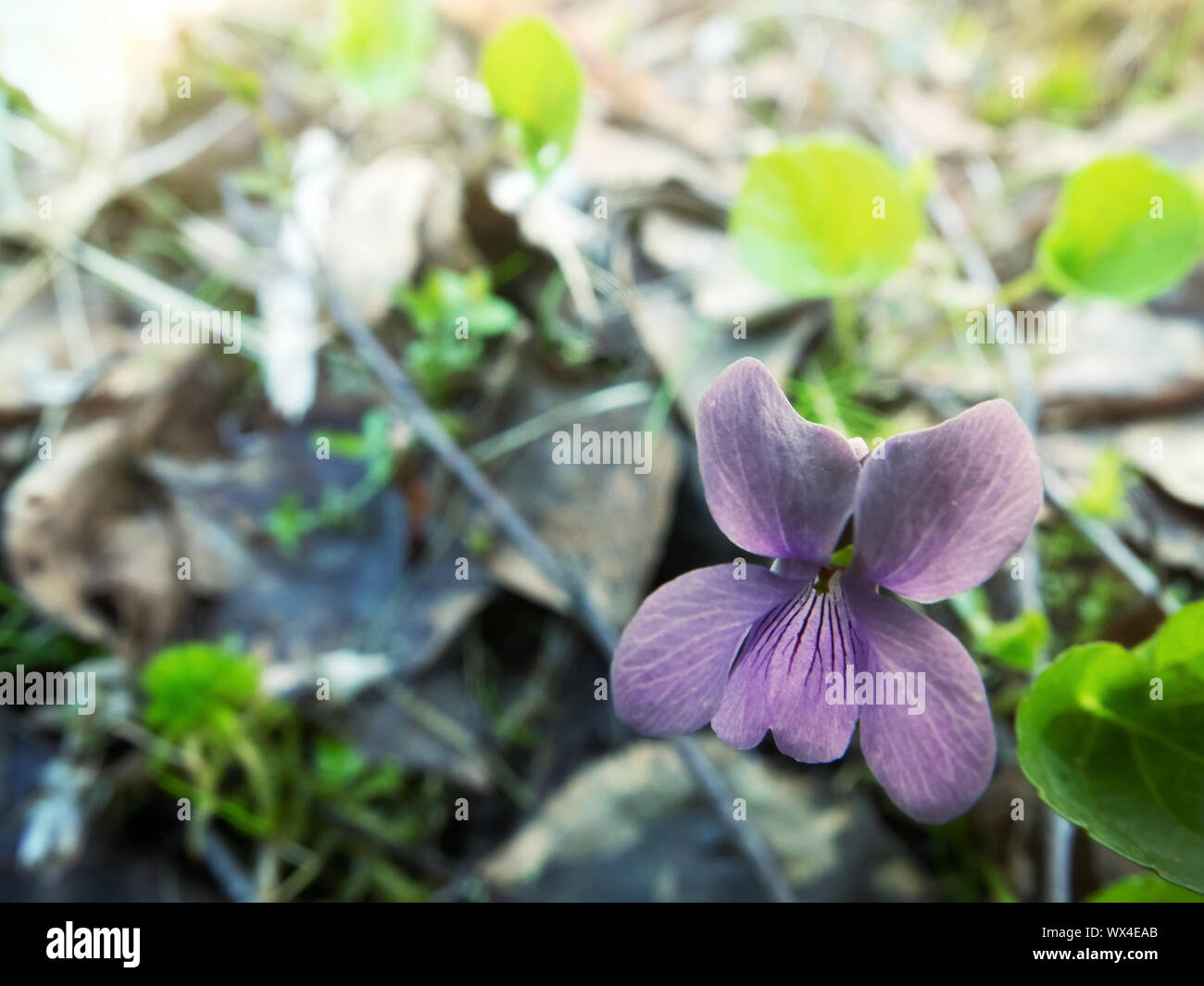 English violet (Viola sp.) at spring in the damp forest, the ...