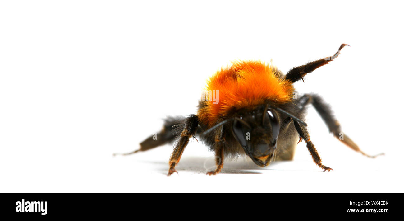dance aerobic bumble bee isolated on white background Stock Photo - Alamy