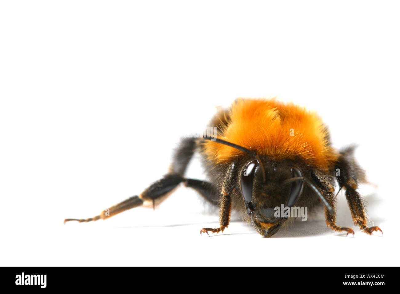 dance aerobic bumble bee isolated on white background Stock Photo - Alamy
