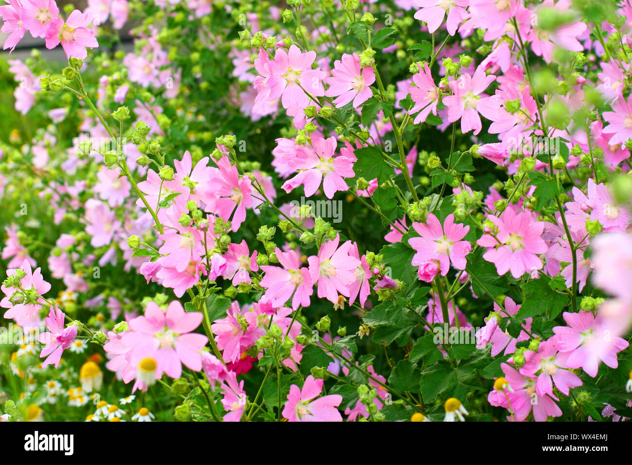 pink spring flowers in green field Stock Photo - Alamy