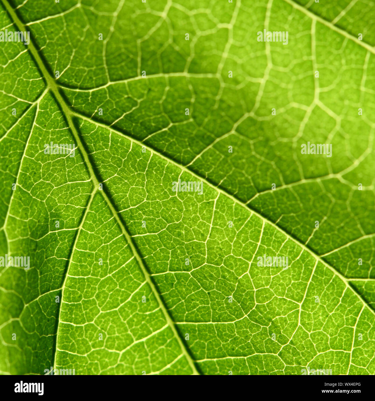 green leaf close up nature background Stock Photo - Alamy