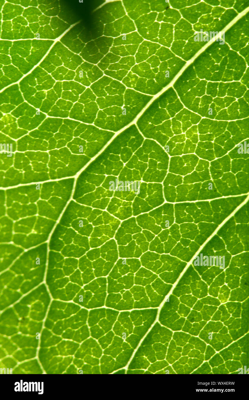 green leaf beautiful nature background Stock Photo - Alamy