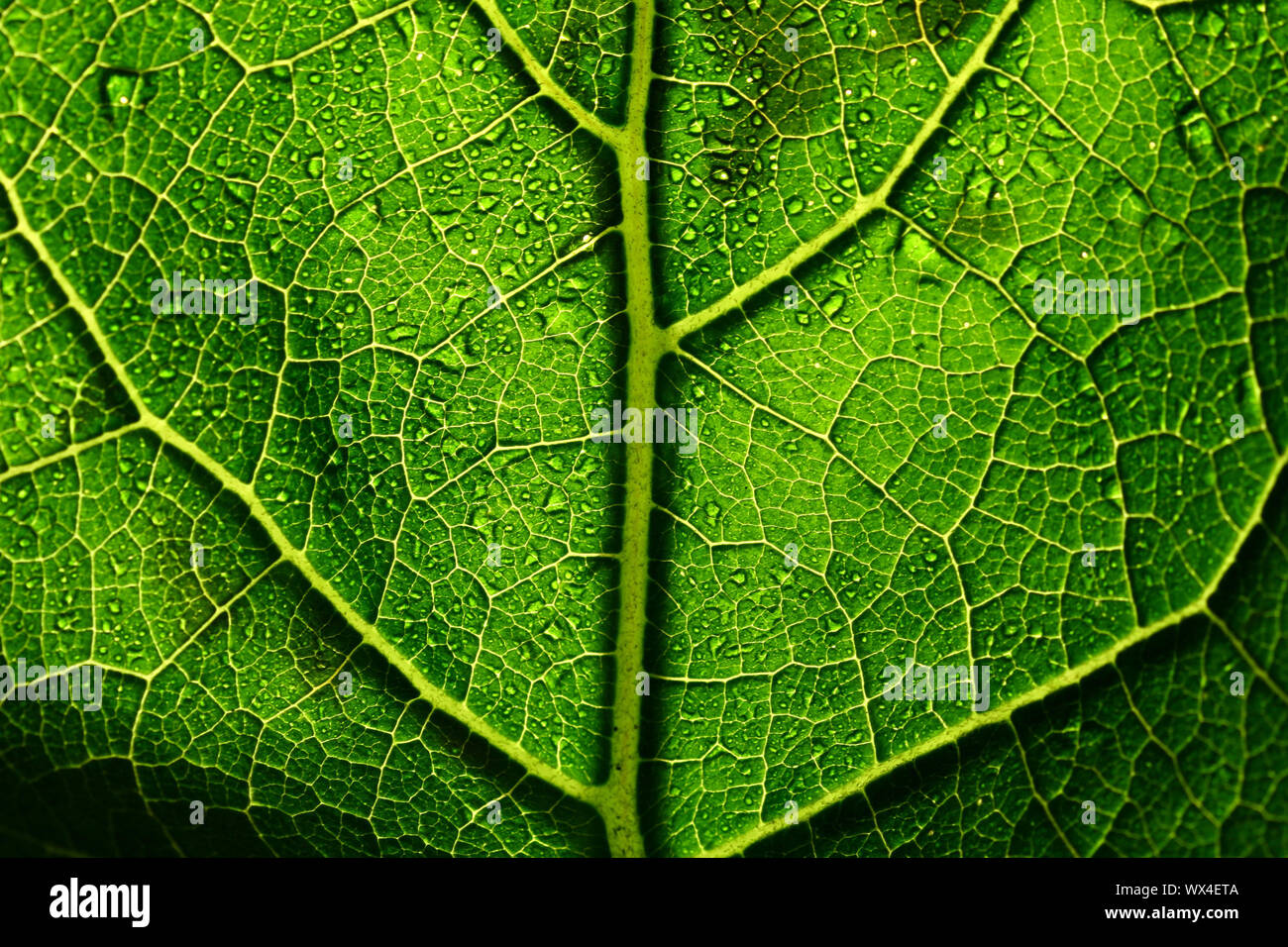 green leaf structure macro close up Stock Photo - Alamy