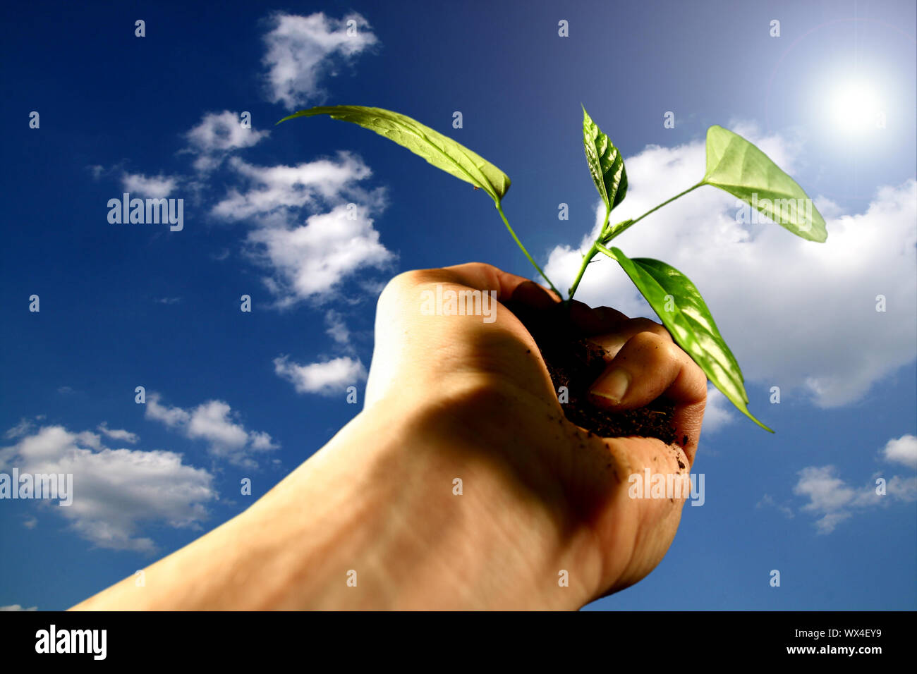 hand plant new life care concept Stock Photo - Alamy