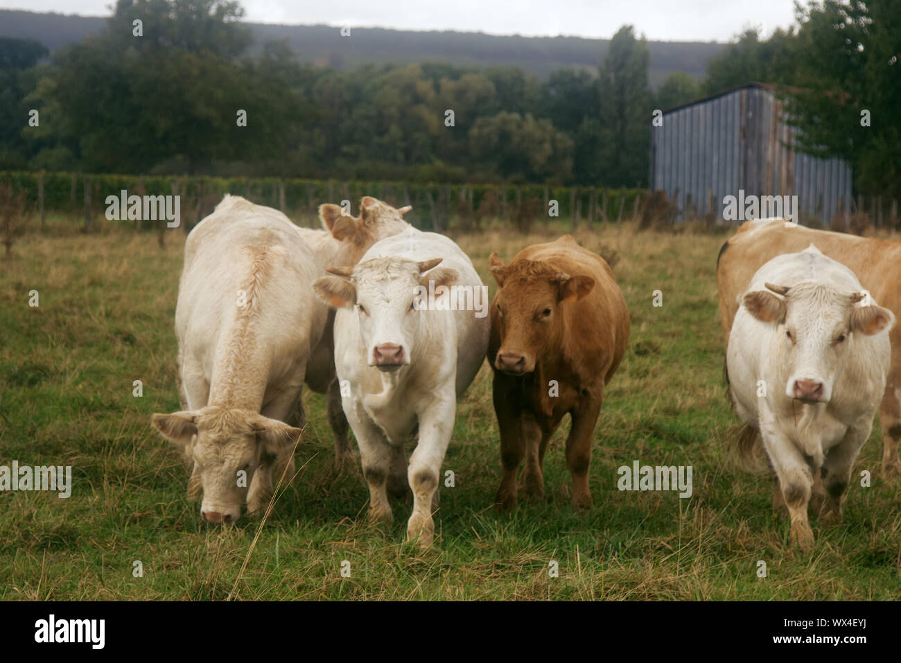 Bulls grown for slaughter for meat at grazing. European meat breeds of ...