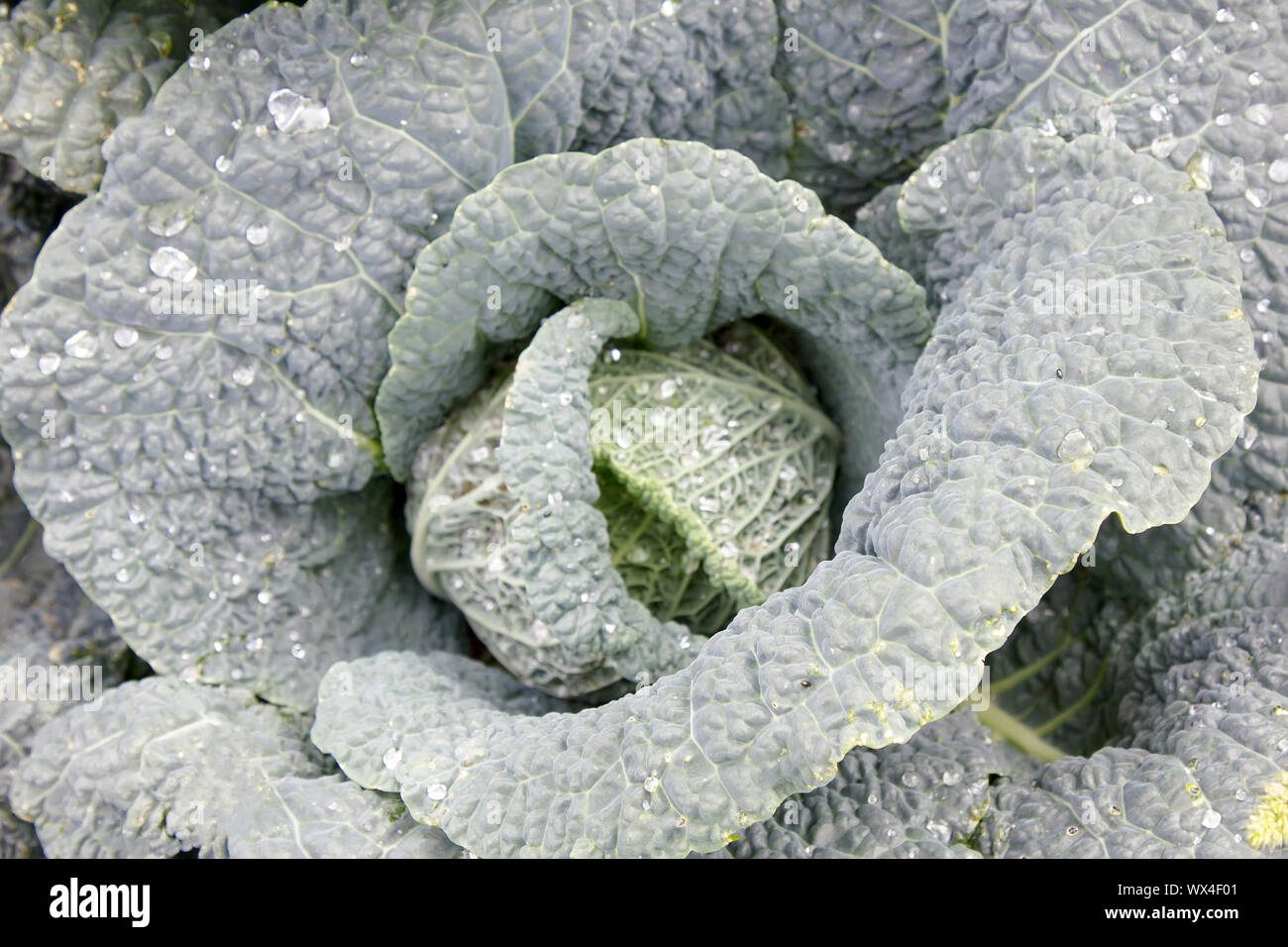 Cabbage in the garden, private farm - savoy cabbage after watering ...