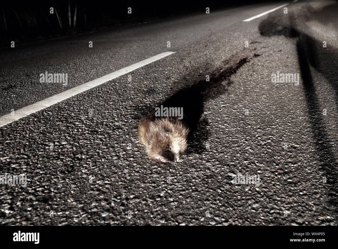 Another muskrat hi-res stock photography and images - Alamy