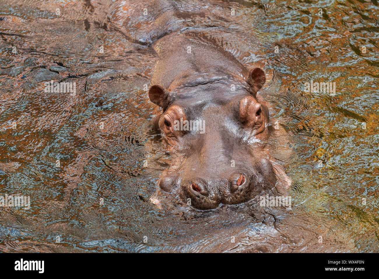 Hippo in water. Common hippopotamus (Hippopotamus amphibius Stock Photo ...
