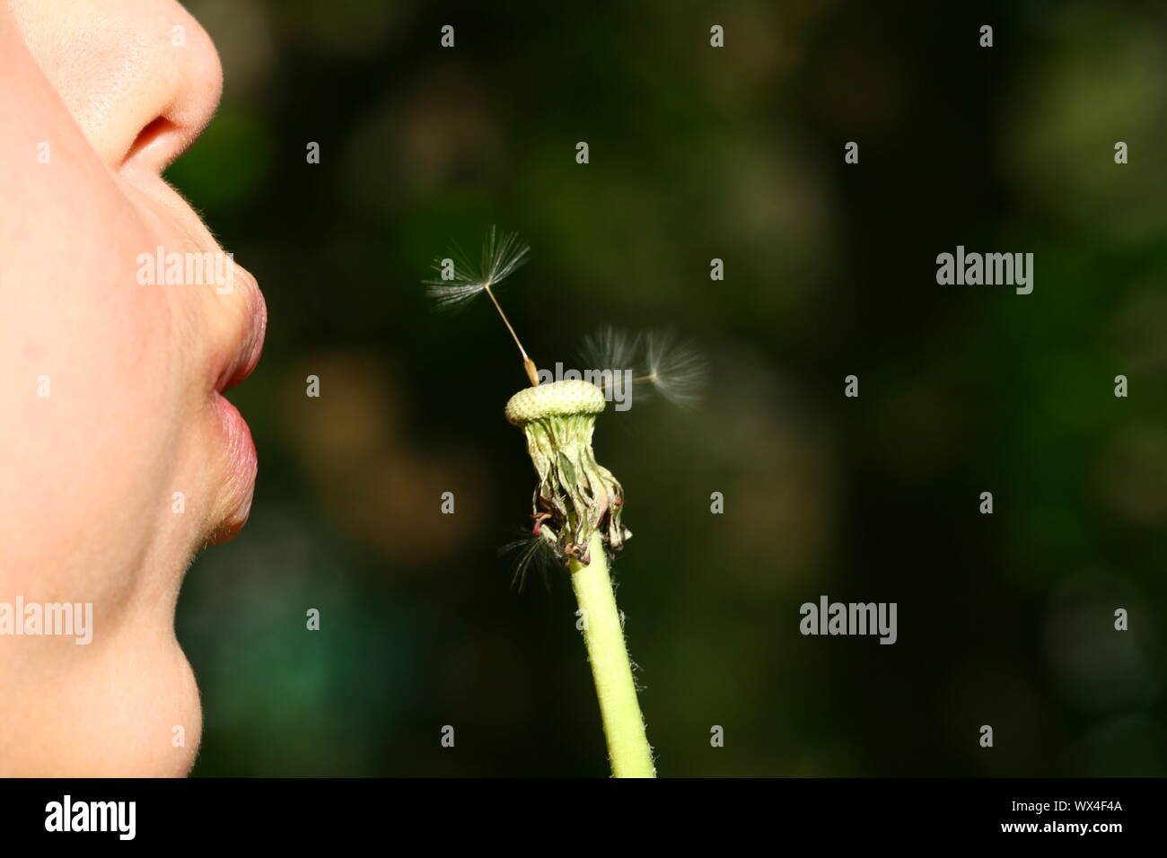 girl face blow on white dandelion Stock Photo - Alamy