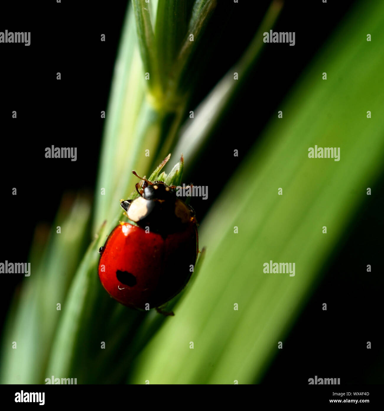 summer red ladybug on grass Stock Photo - Alamy