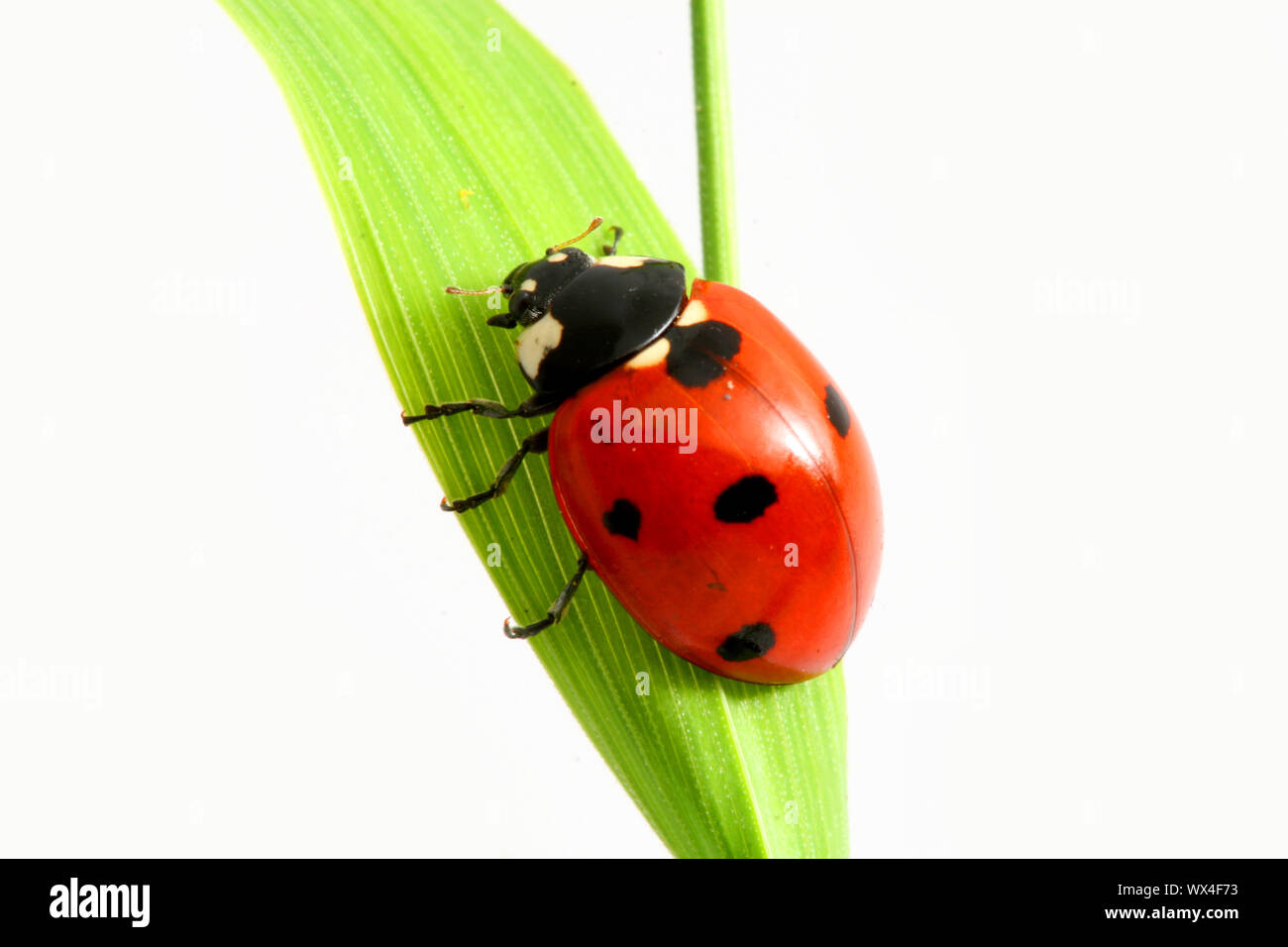 Red spotted insect Cut Out Stock Images & Pictures - Alamy