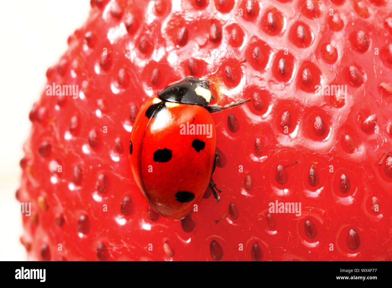 strawberry ladybug gourmet macro close up Stock Photo - Alamy