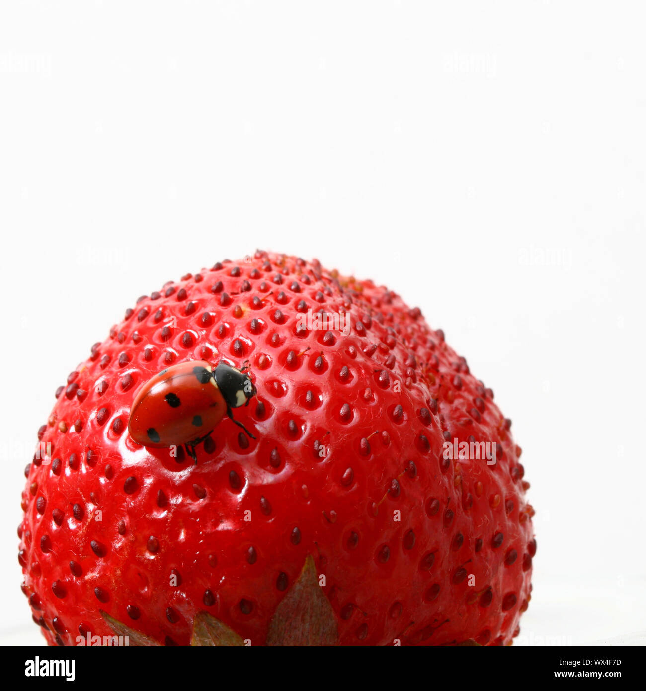 strawberry ladybug gourmet macro close up Stock Photo - Alamy