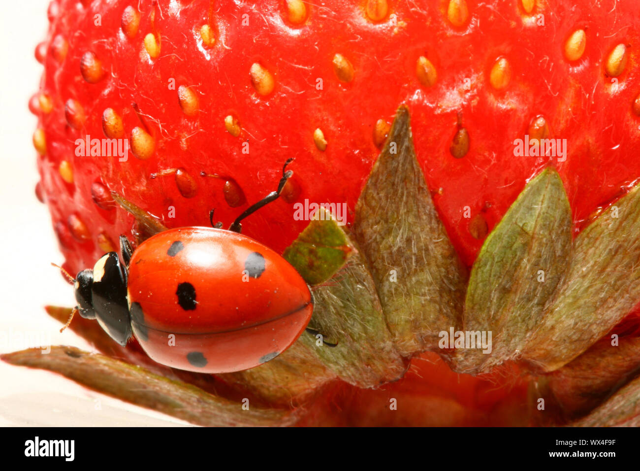 strawberry ladybug gourmet macro close up Stock Photo - Alamy