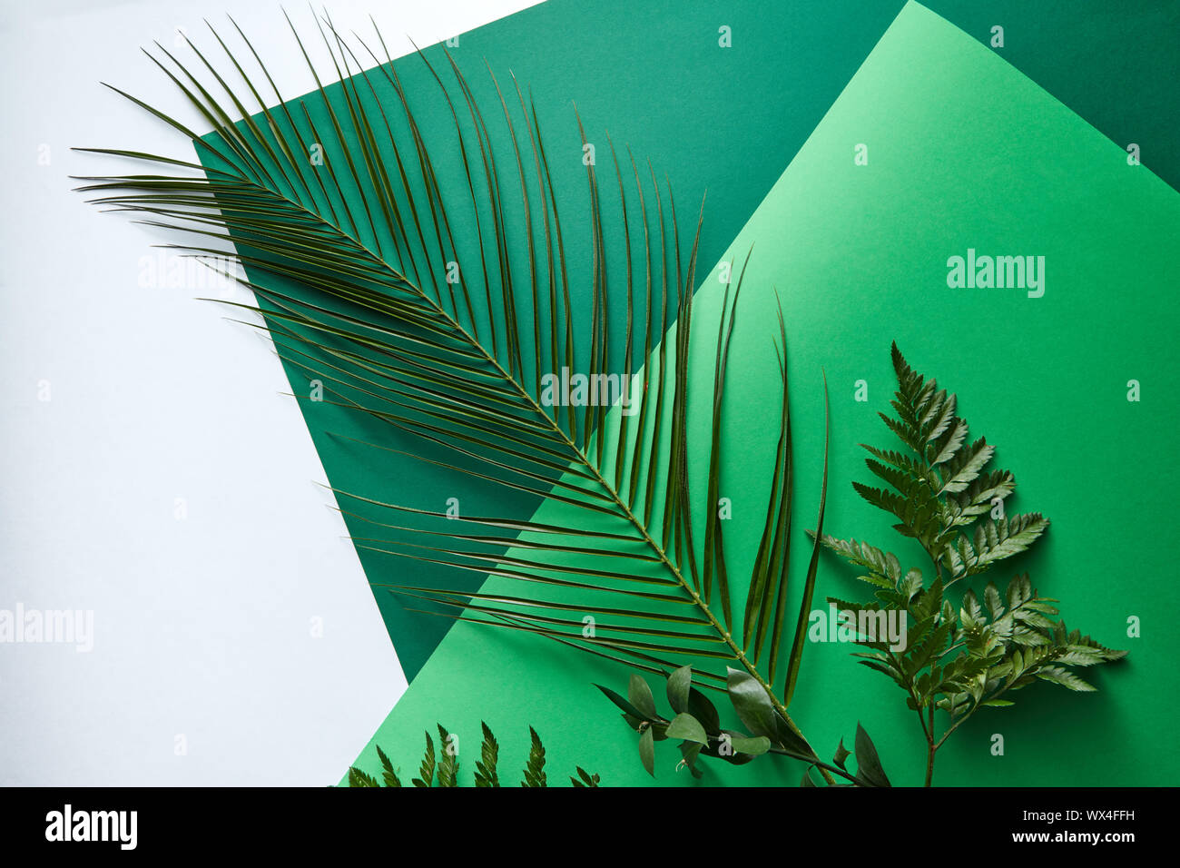 Set of green palm leaf, fern and twigs on a double green cardboard on a ...
