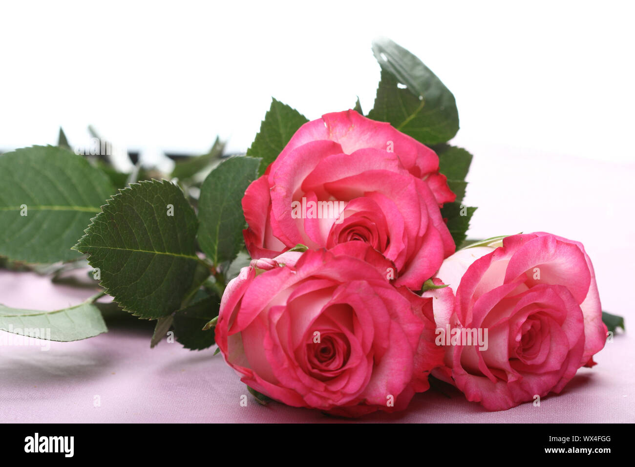 Three pink roses Stock Photo - Alamy