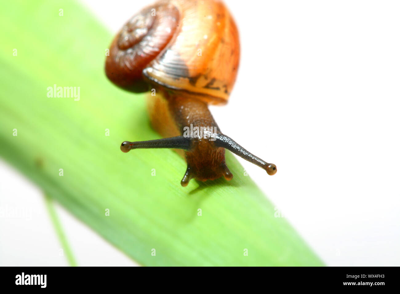 little shell on grass isolated on white Stock Photo - Alamy