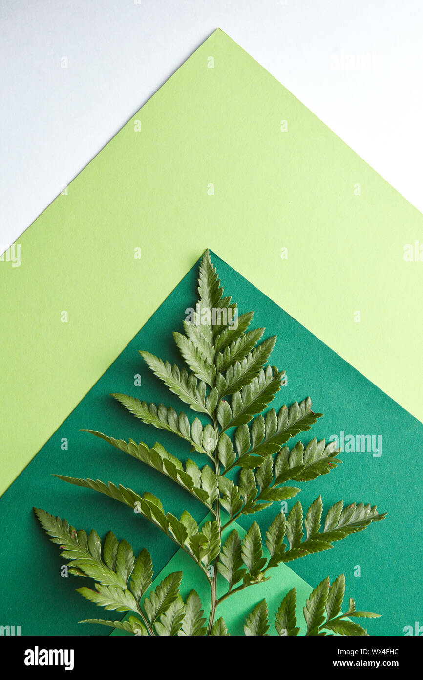 Fern leaf on a multi-colored green cardboard around a gray background ...
