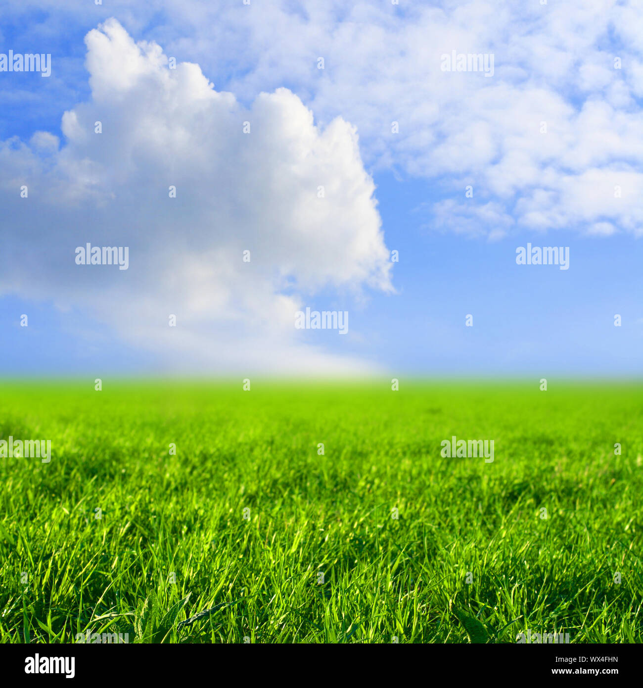 sky grass field nature background Stock Photo - Alamy