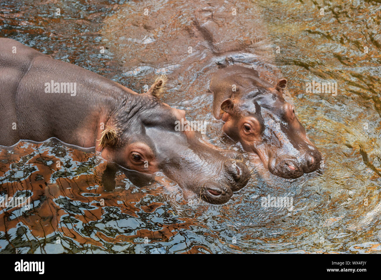 Hippo in water. Common hippopotamus (Hippopotamus amphibius Stock Photo ...