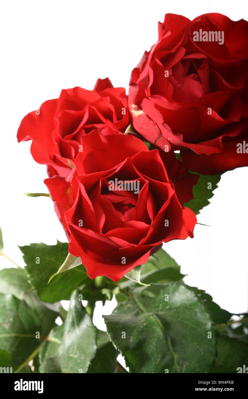 beautiful red rose spring flower close-up Stock Photo - Alamy