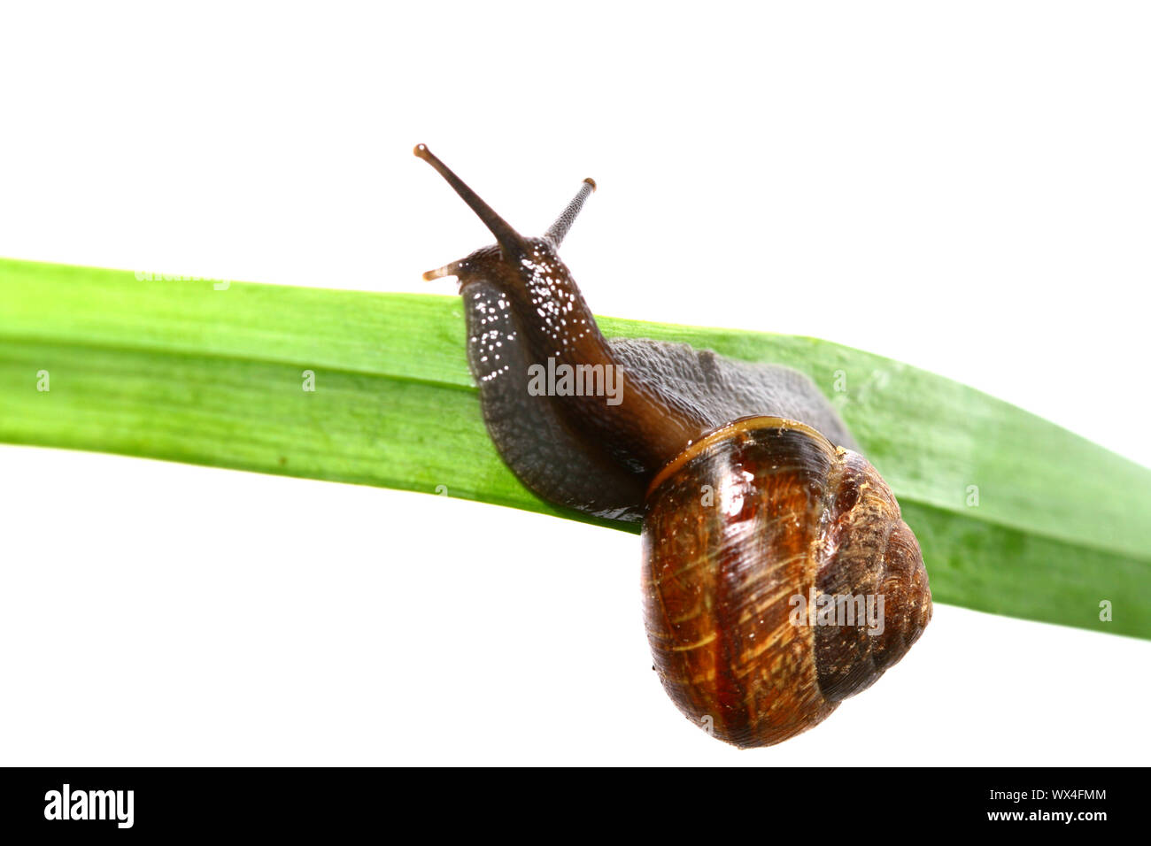 little shell macro close up isolated on white Stock Photo - Alamy