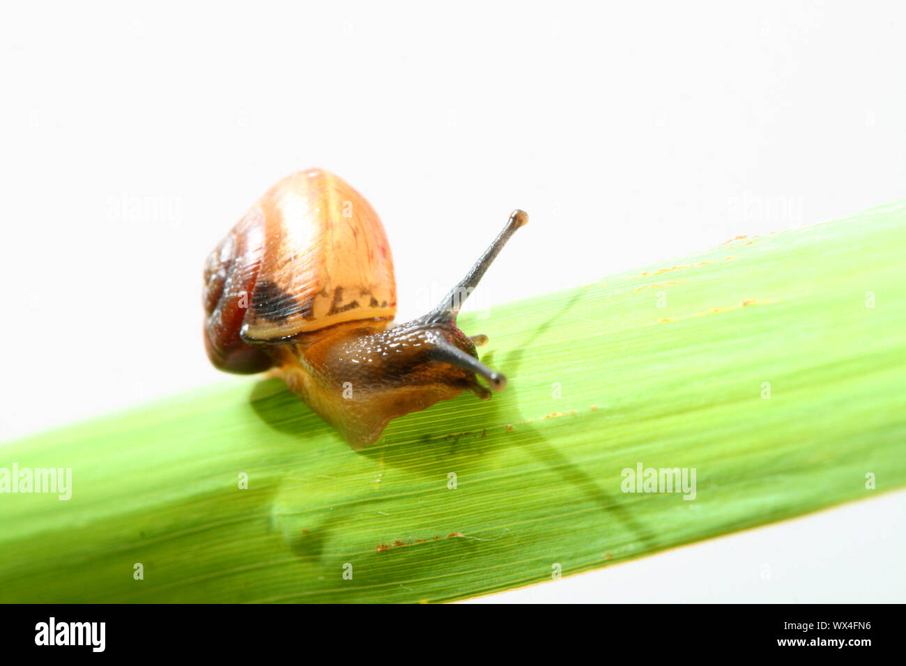 little shell on grass isolated on white Stock Photo - Alamy