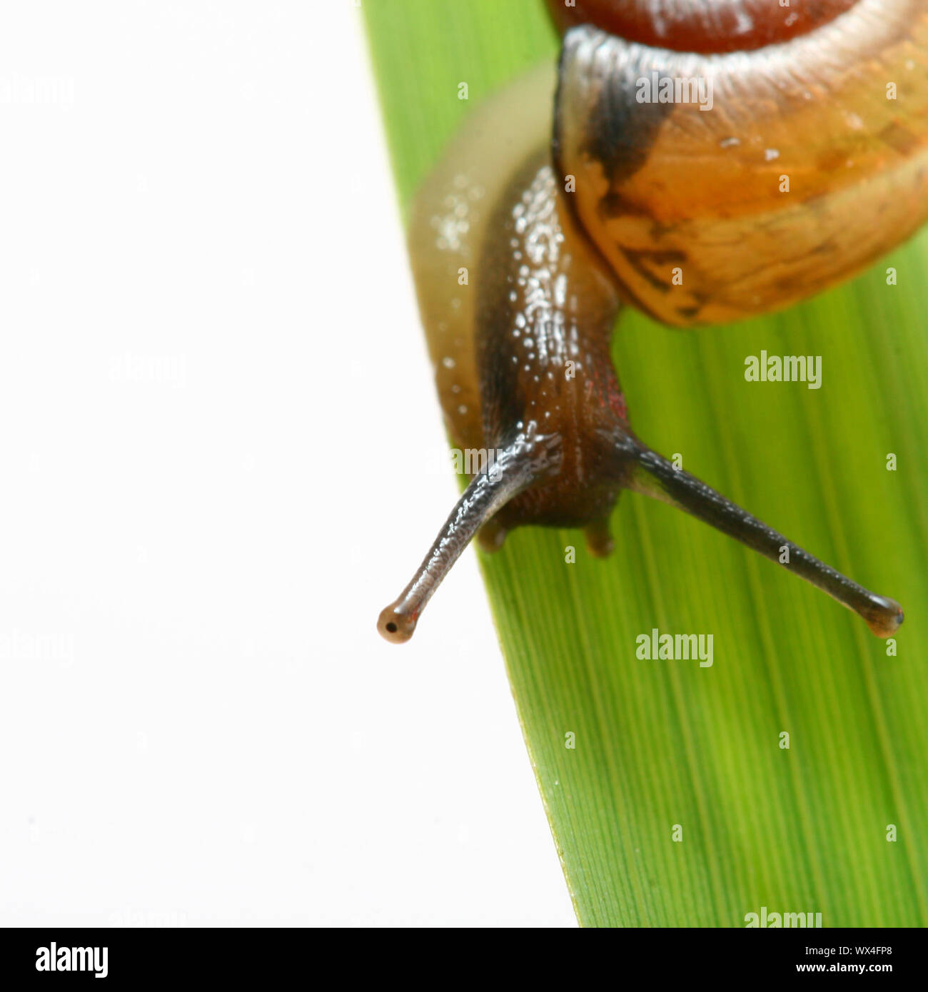 little shell on grass isolated on white Stock Photo - Alamy