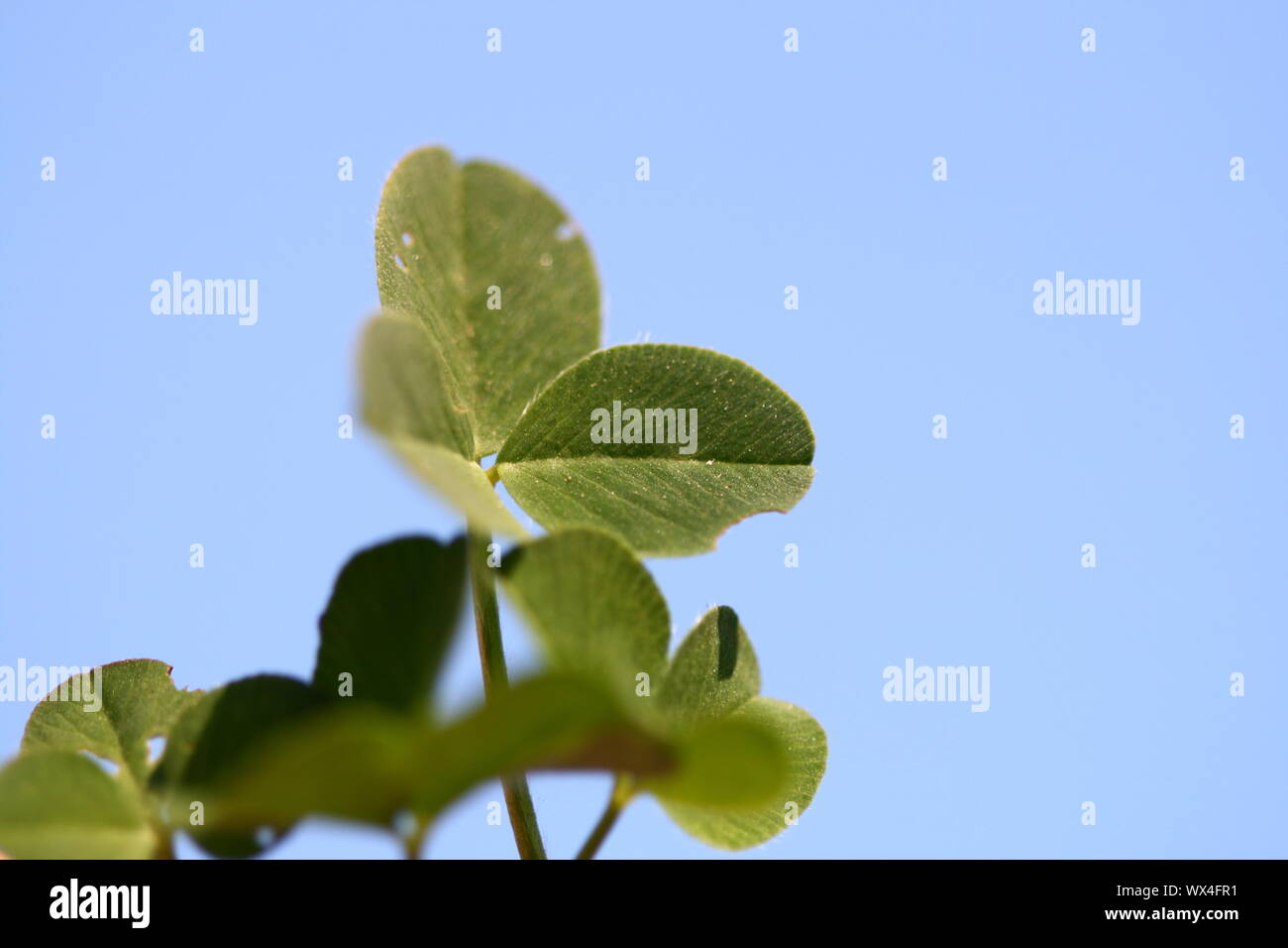 blue sky clover nature background Stock Photo - Alamy