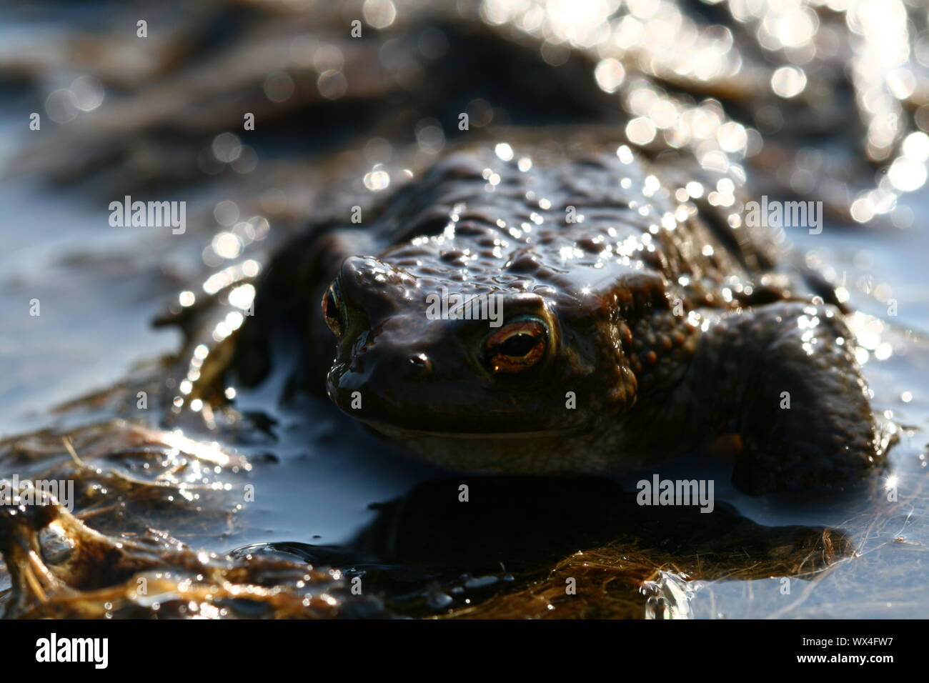 brown funny toad in water Stock Photo - Alamy