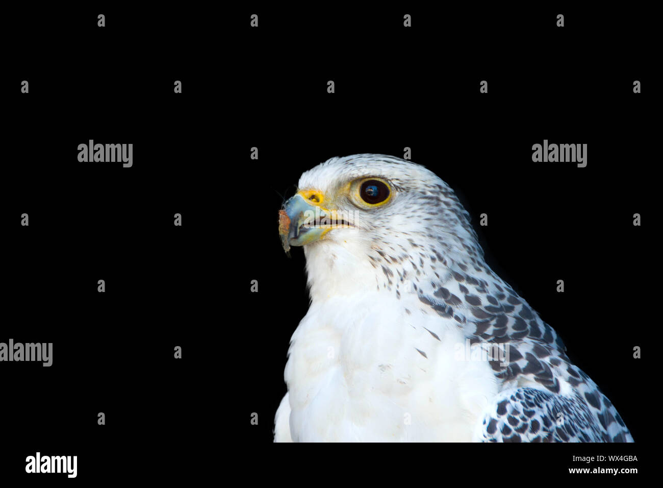 Closeup photo of Arctic Falcon. The largest falcon species in the world ...