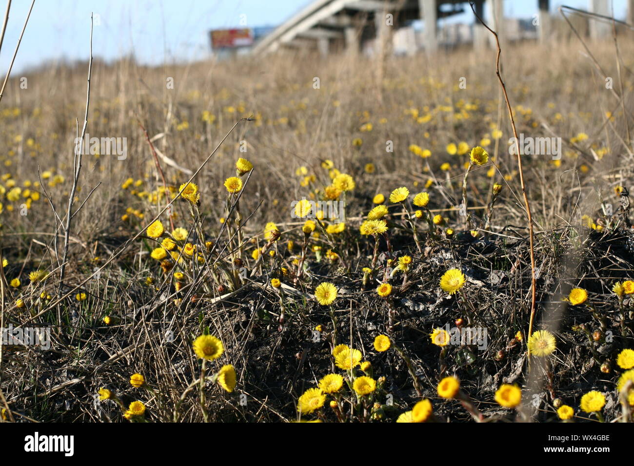 yellow flowers field spring outdor Stock Photo - Alamy