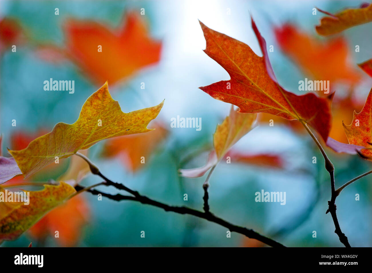 Beautiful colored fall leaves - Great Autumn background Stock Photo - Alamy