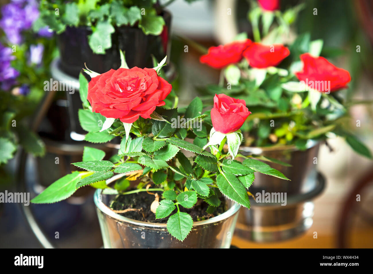 An image of a some nice red roses Stock Photo - Alamy