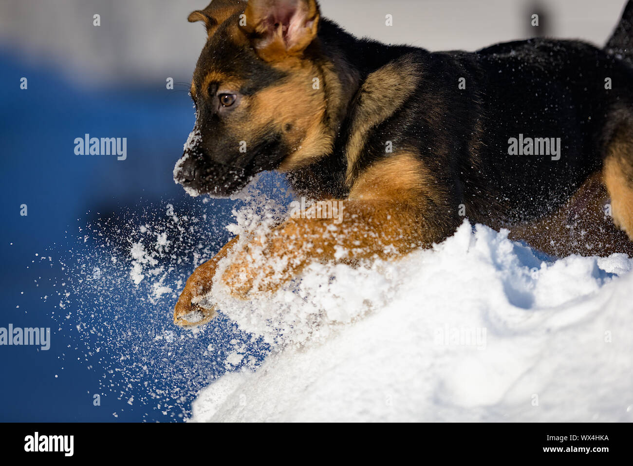German Shepherd puppy Stock Photo - Alamy