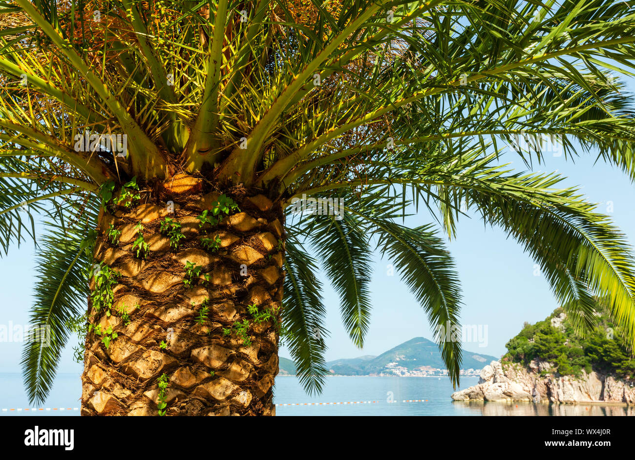 Palm tree top (closeup Stock Photo - Alamy