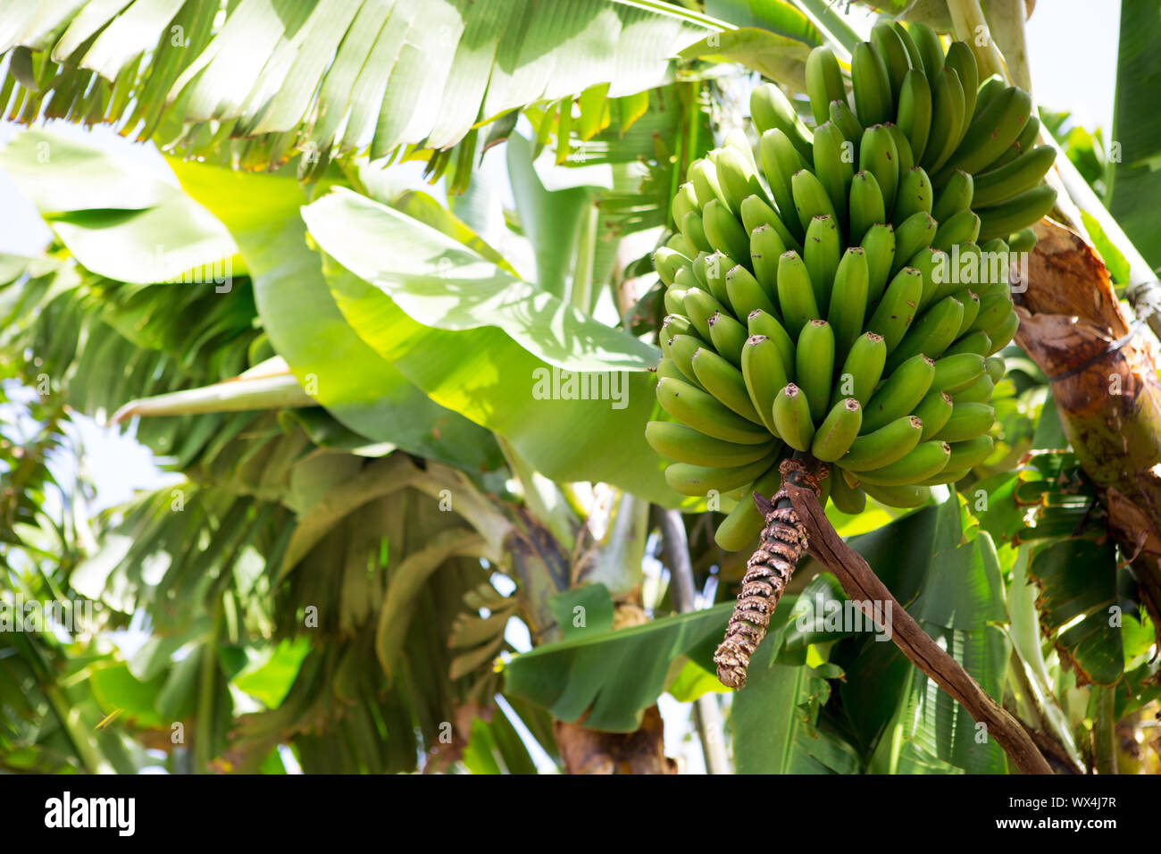 Platano tree hi-res stock photography and images - Alamy