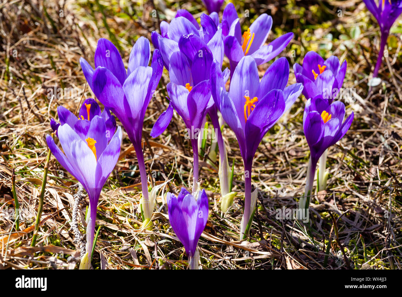 Purple Crocus flowers on spring mountain Stock Photo - Alamy