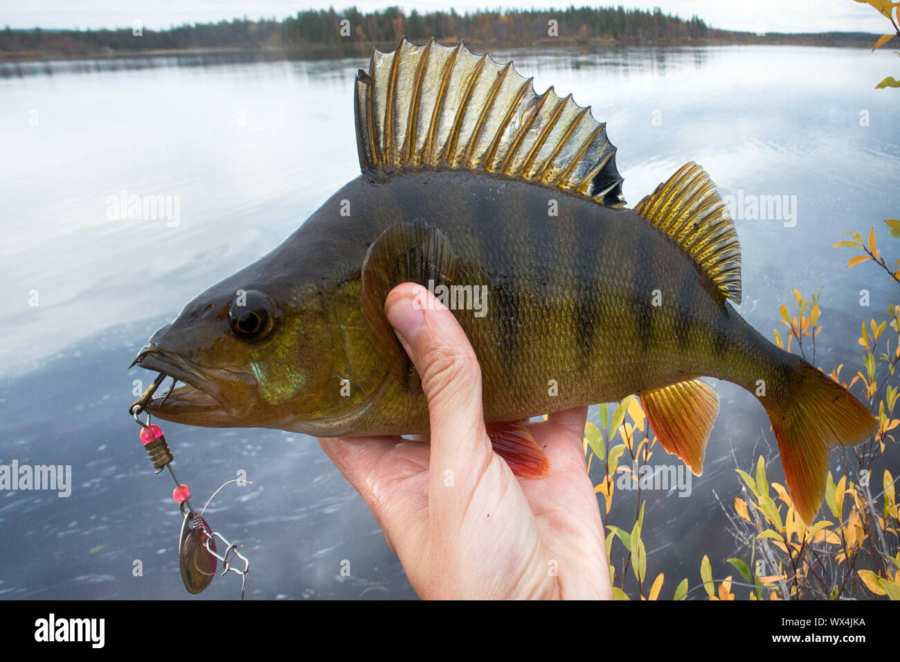 Good fishing on Northern rivers, caught perch Stock Photo - Alamy